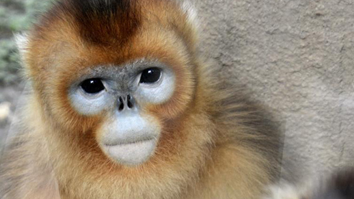 Animals at Beijing Zoo- China.org.cn