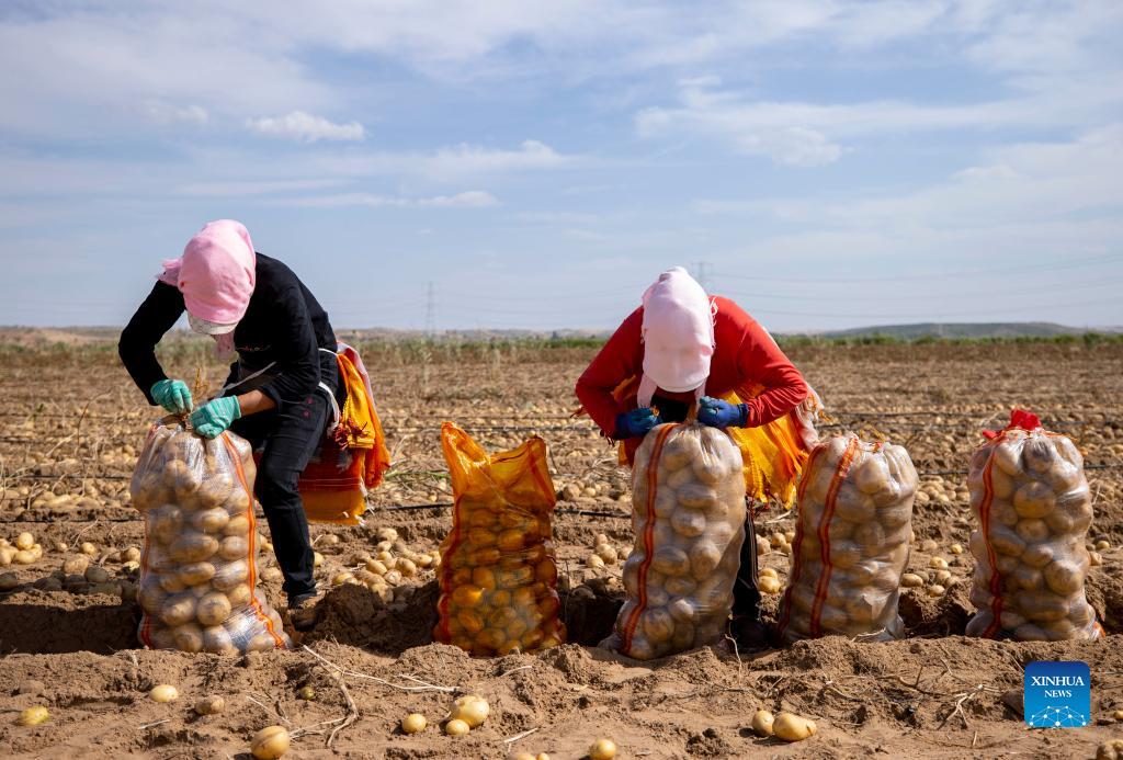 Farmers harvest potatoes in Hongrui Village of Pingluo County, NW China ...