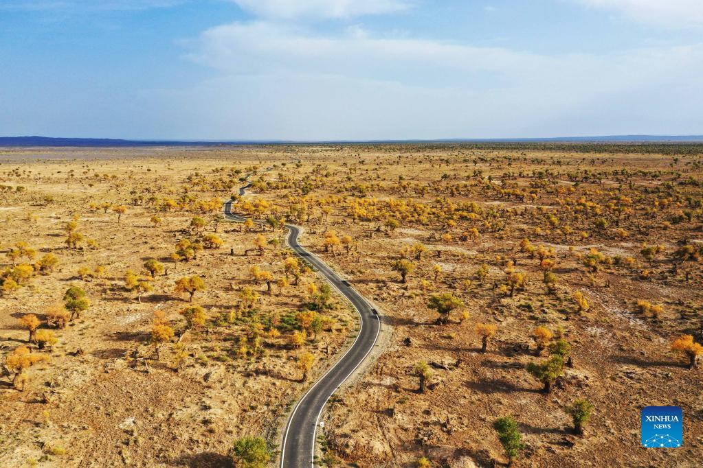 Tourists visit desert poplar forest in Xinjiang- China.org.cn