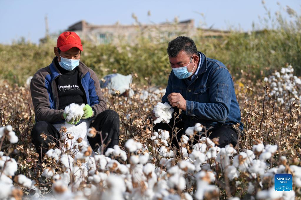 Cotton harvest season starts in Xinjiang- China.org.cn