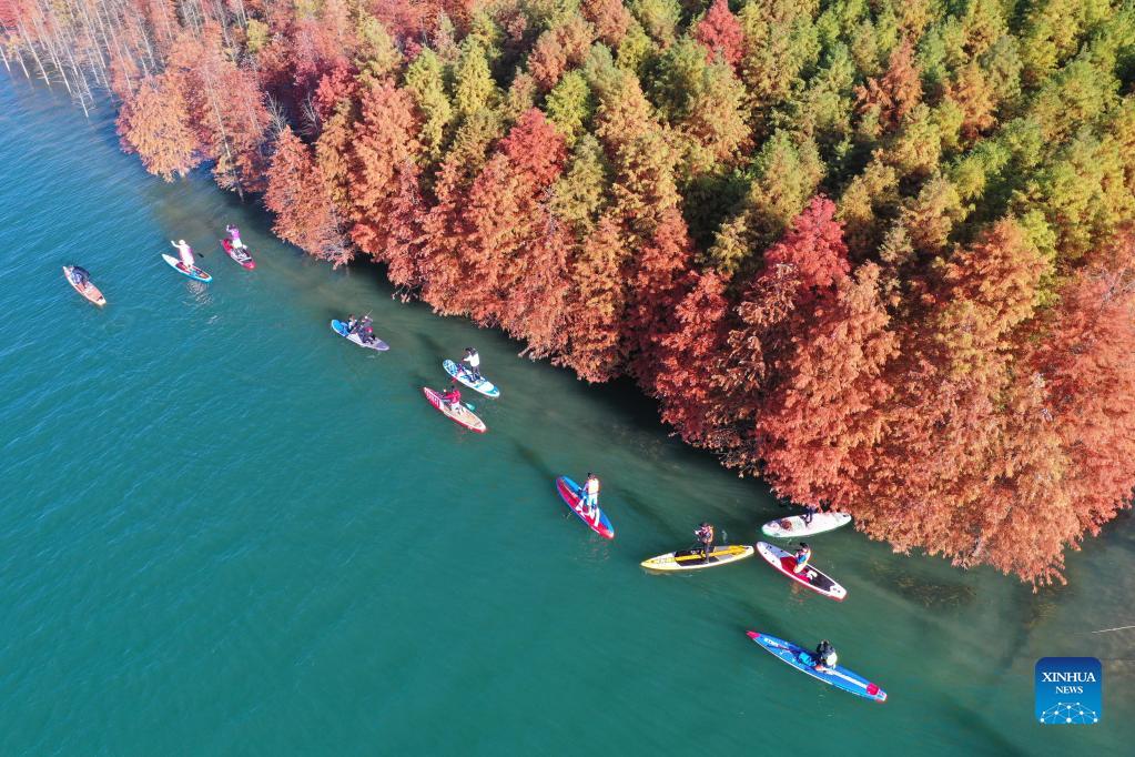 View of dawn redwood forest in central China- China.org.cn