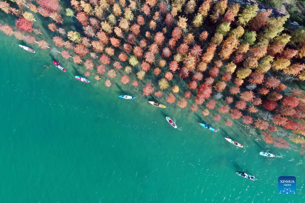 View of dawn redwood forest in central China- China.org.cn
