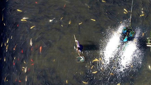 Fish farming benefits locals in N China's Hebei Province- China.org.cn