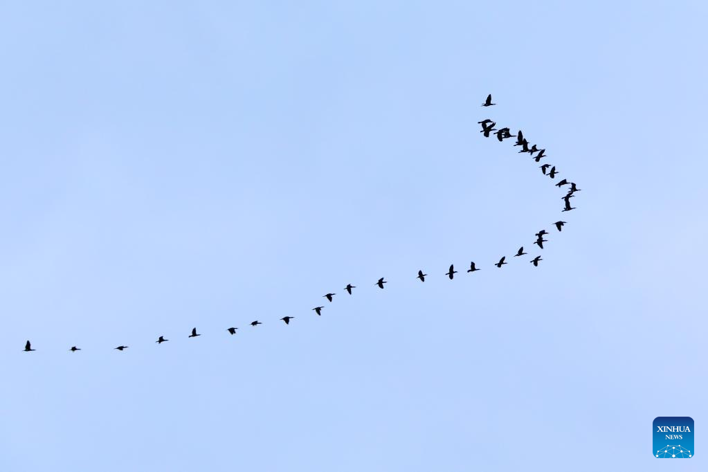 Migrant birds seen at national nature reserve in SW China- China.org.cn