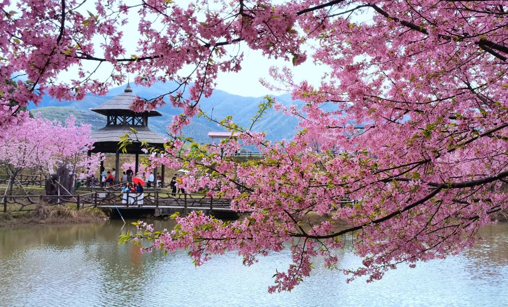 Tourists enjoy cherry blossoms in Changning, Hunan- China.org.cn