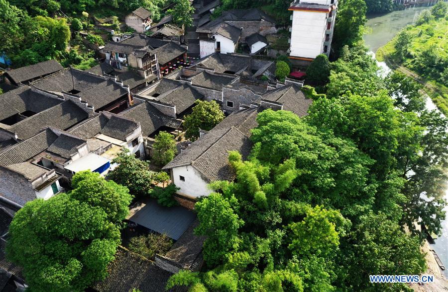 China's Chongqing rescues over 700 ancient trees- China.org.cn
