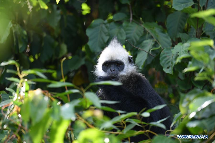 Endangered white-headed langur population increases to 1,300- China.org.cn