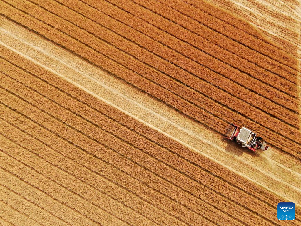 China has reaped over 80 pct of wheat- China.org.cn