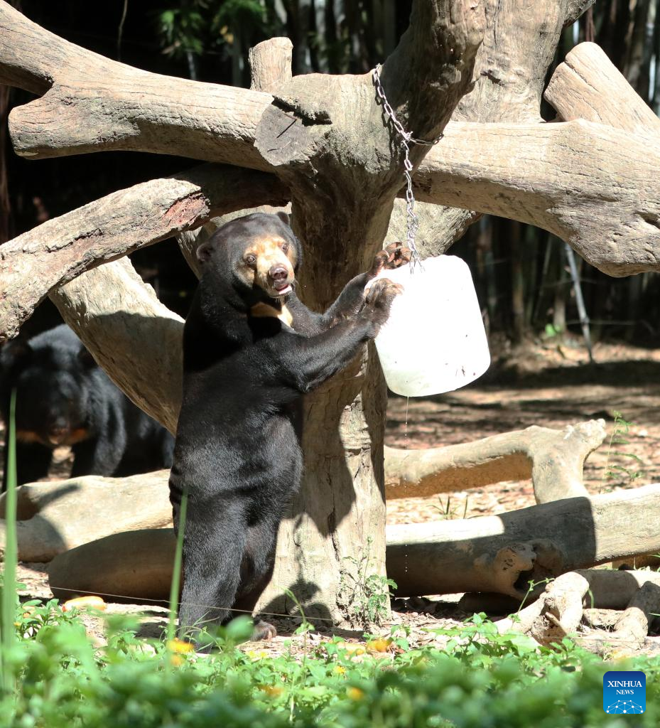 Chimelong Safari Park in Guangdong helps animals fend off summer heat ...
