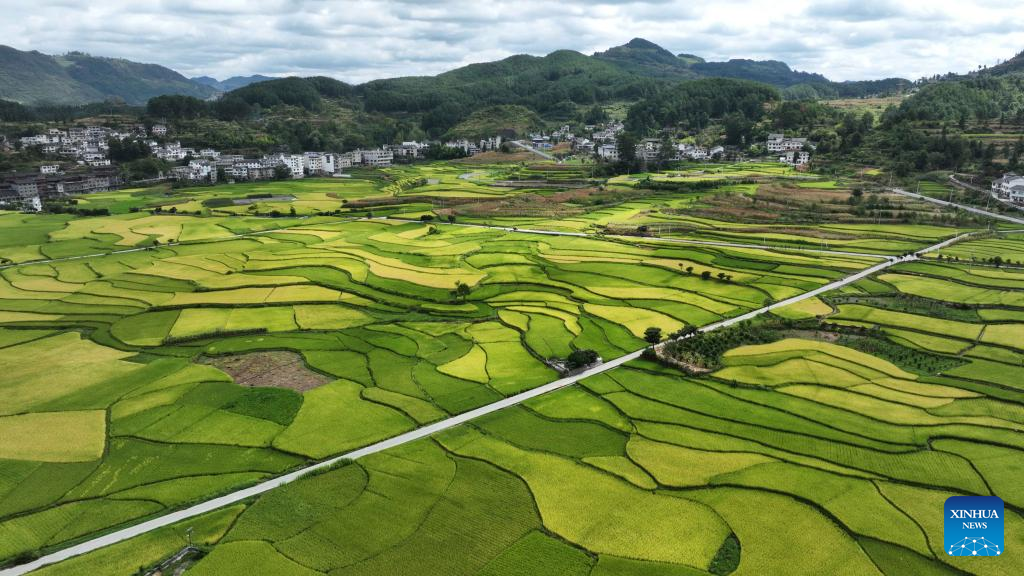 View of paddy fields in Guiyang, SW China's Guizhou- China.org.cn