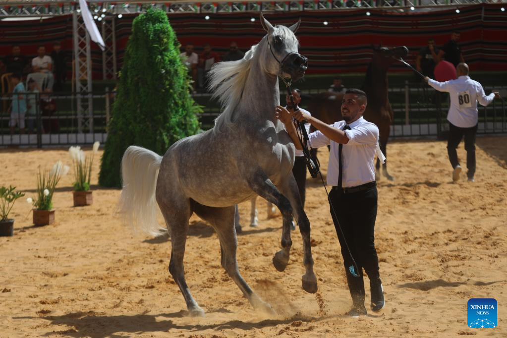 Beauty contest for Arabian purebred horses in Hebron- China.org.cn