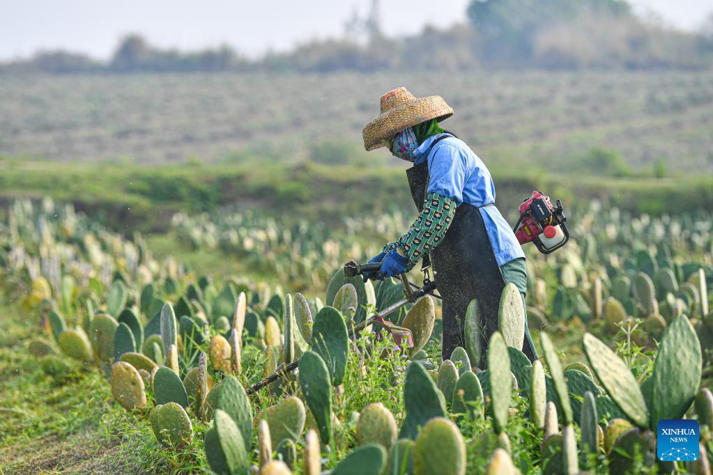 Cactus planting base in Hainan boosts local employment, economy- China ...
