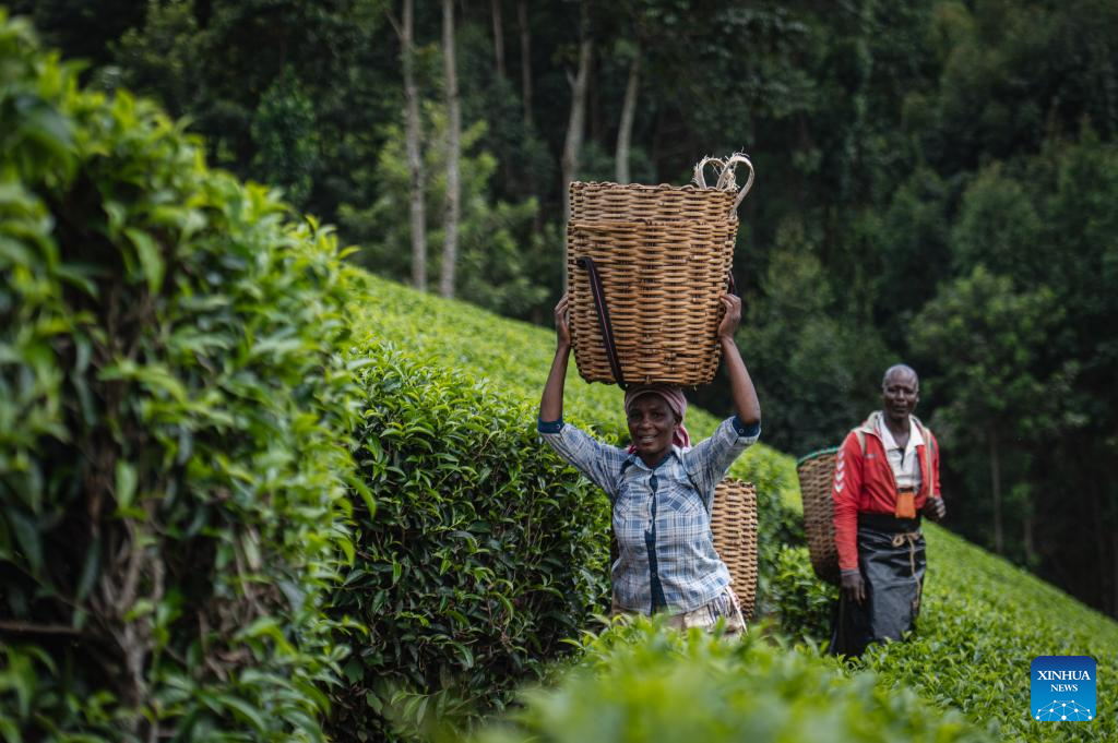 Kenya expects to increase tea export to China- China.org.cn