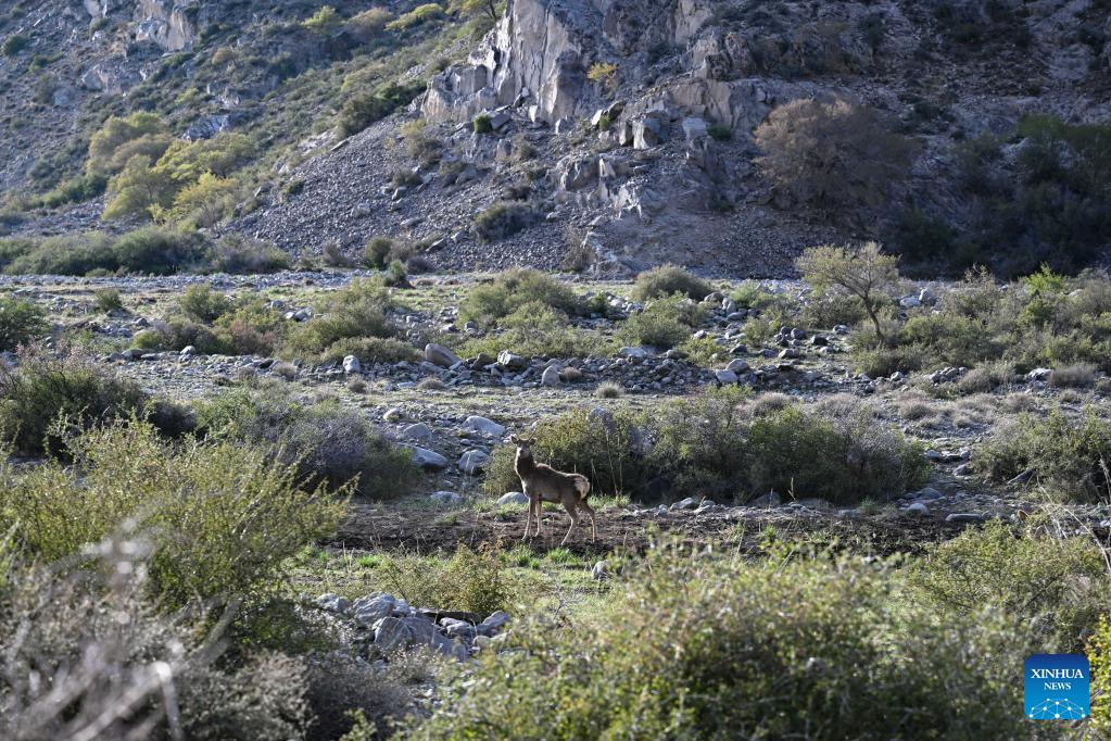 Scenery of Helan Mountain National Nature Reserve in north China's ...