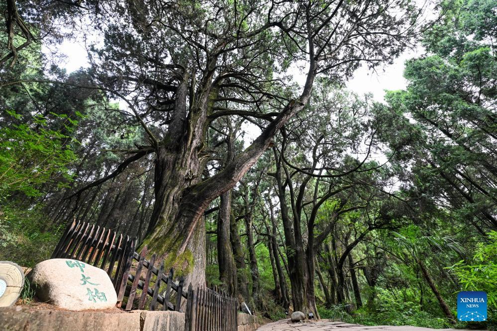 Ancient cypress trees preserved in section of road system, SW China's ...