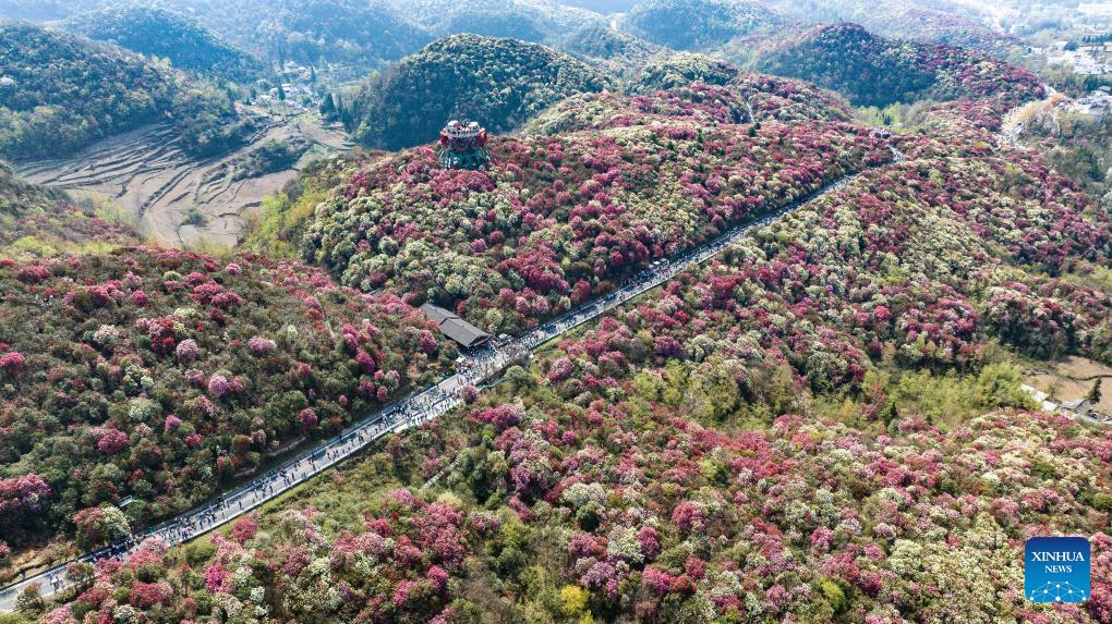 Spring scenery of azalea scenic area in Bijie, SW China- China.org.cn