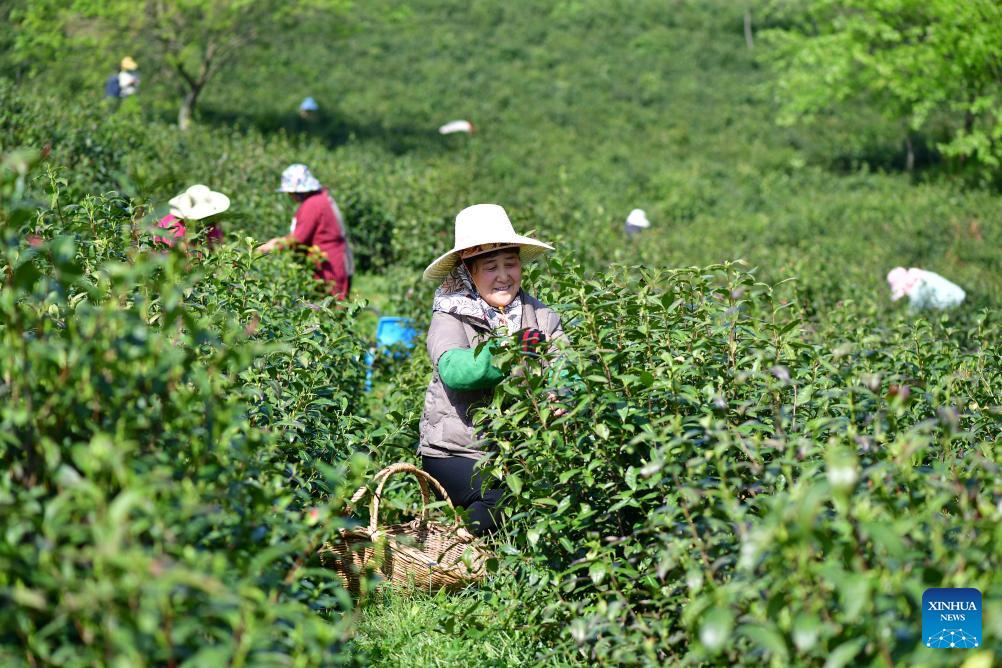 Tea gardens enter harvest season in Anhui, E China - China.org.cn