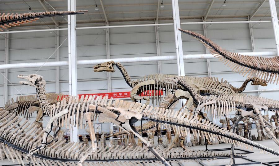 Asia's longest tyrannosaur femur fossil identified in east China ...